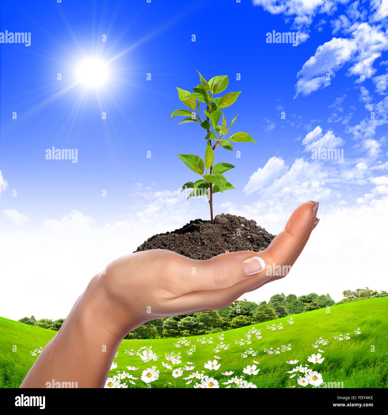picture of hands holding small growing green plant Stock Photo - Alamy
