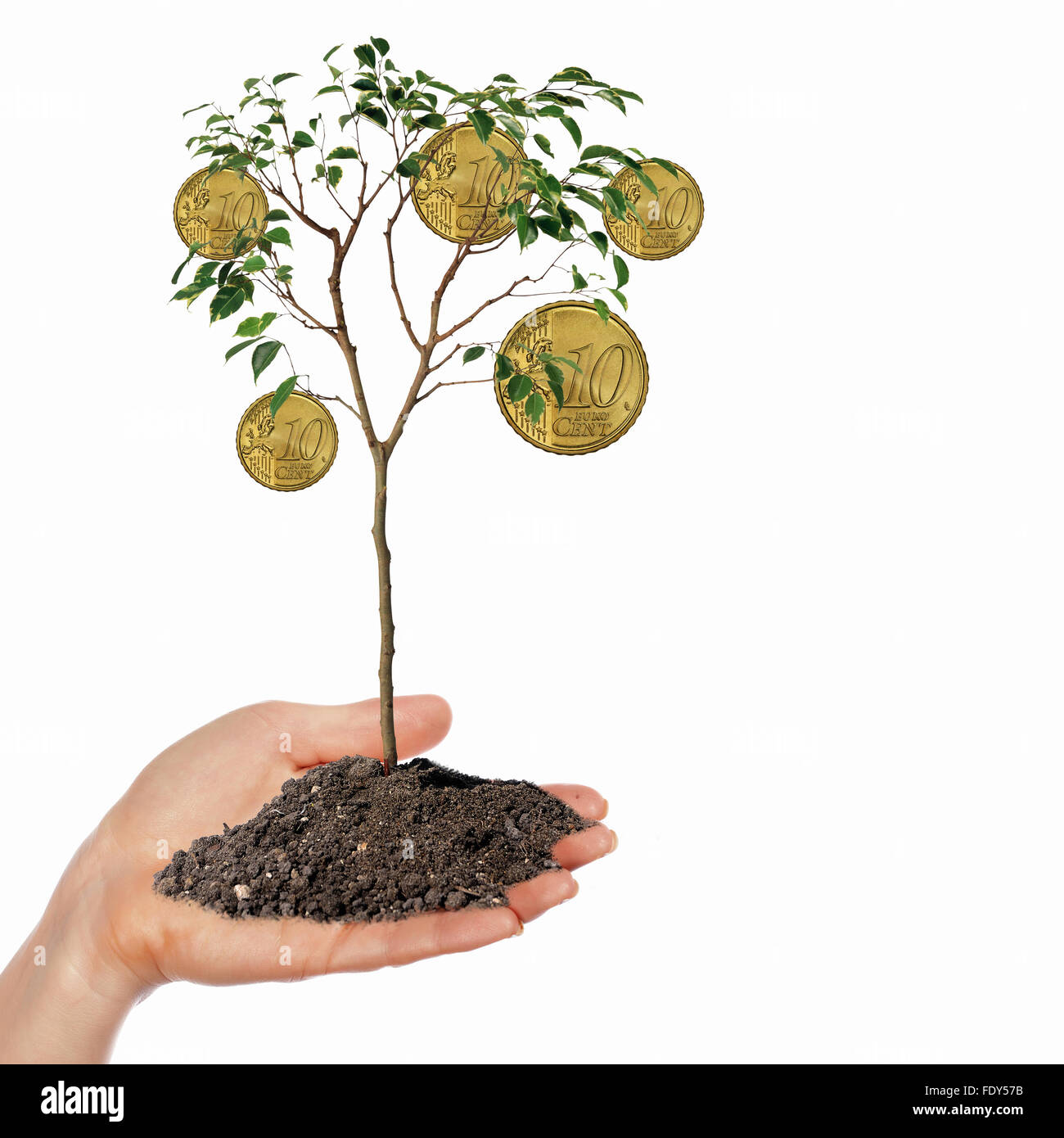 Money Tree with cuts on his hand of man. a symbol of financial success ...