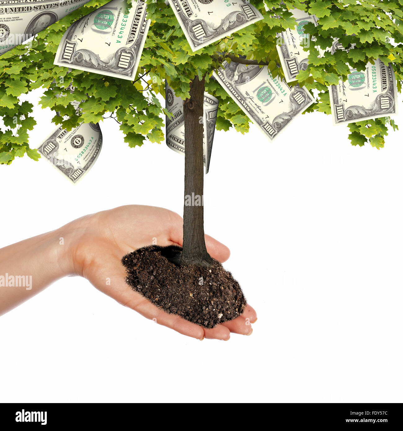 Money Tree with cuts on his hand of man. a symbol of financial success ...
