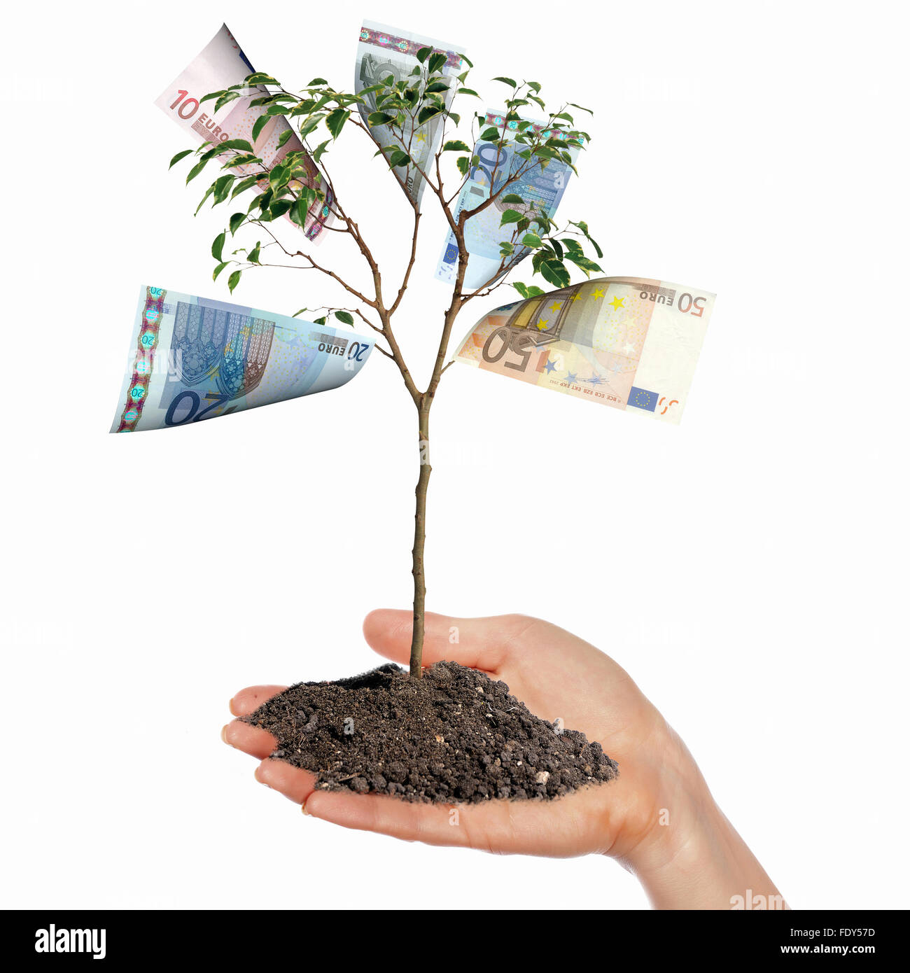 Money Tree with cuts on his hand of man. a symbol of financial success ...