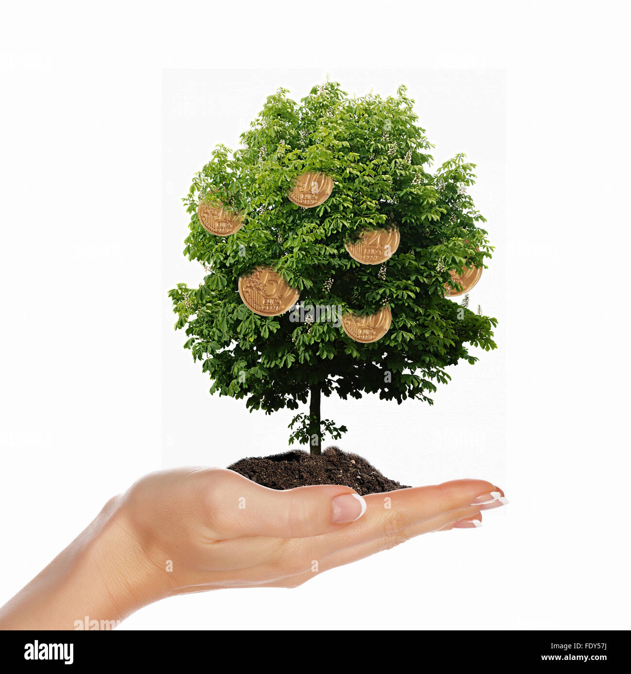 Money Tree with cuts on his hand of man. a symbol of financial success ...