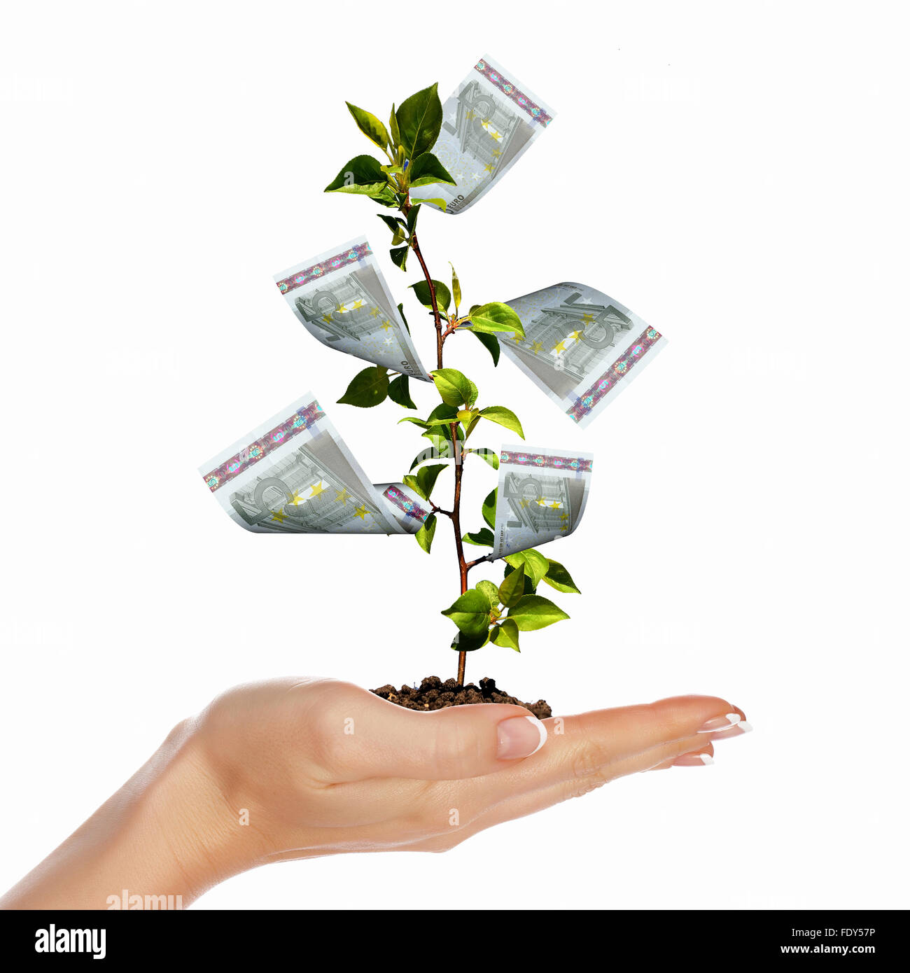Money Tree with cuts on his hand of man. a symbol of financial success ...