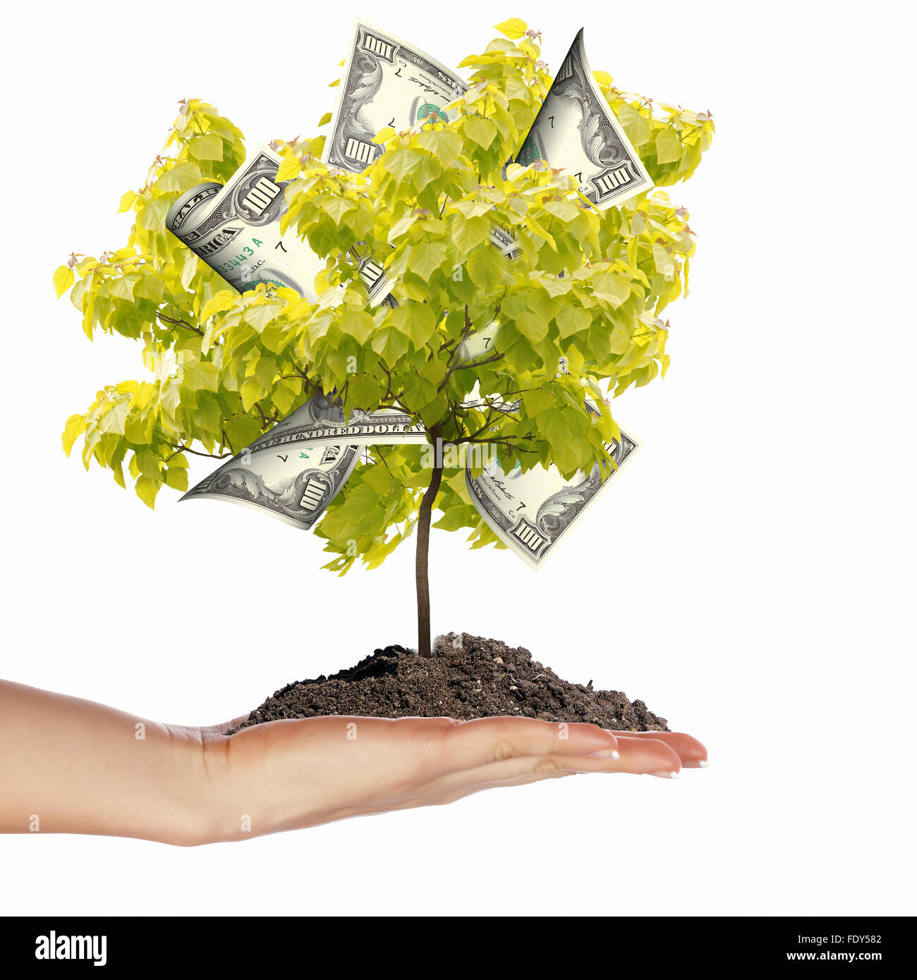 Money Tree with cuts on his hand of man. a symbol of financial success ...
