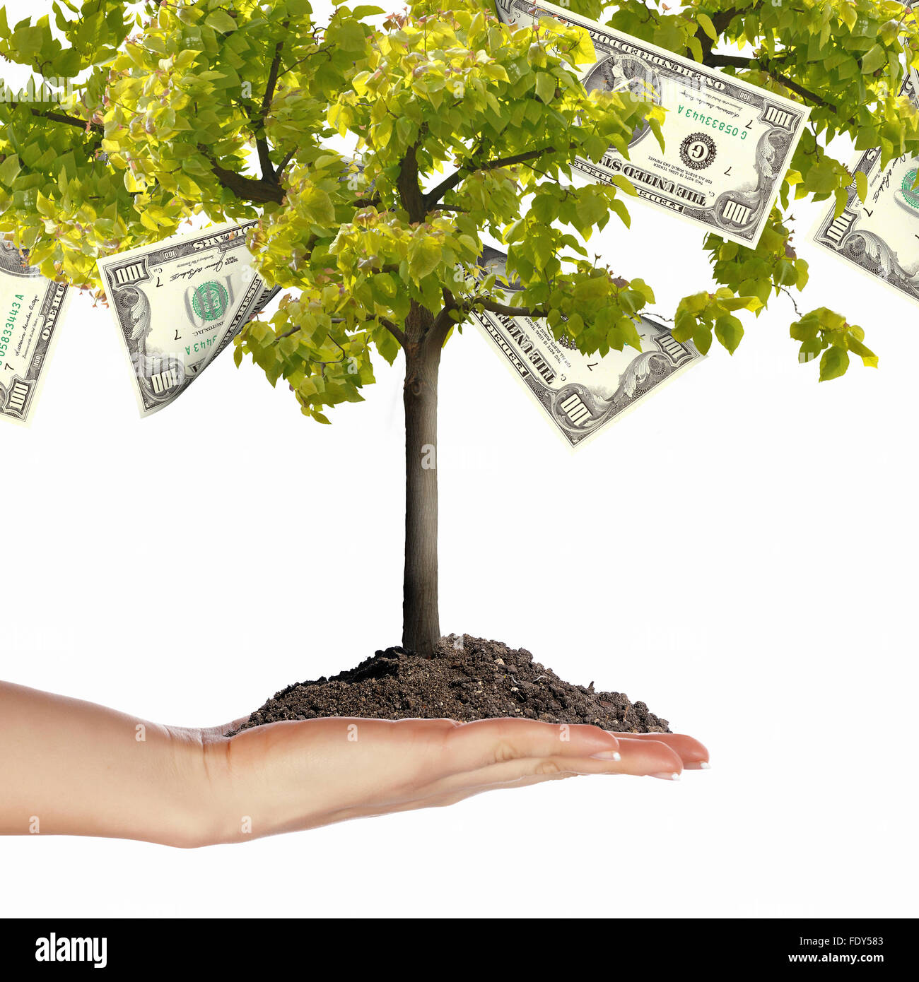Money Tree with cuts on his hand of man. a symbol of financial success ...