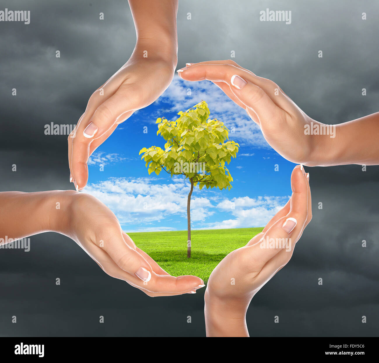 human hands protecting tree from darkness and pollution Stock Photo - Alamy