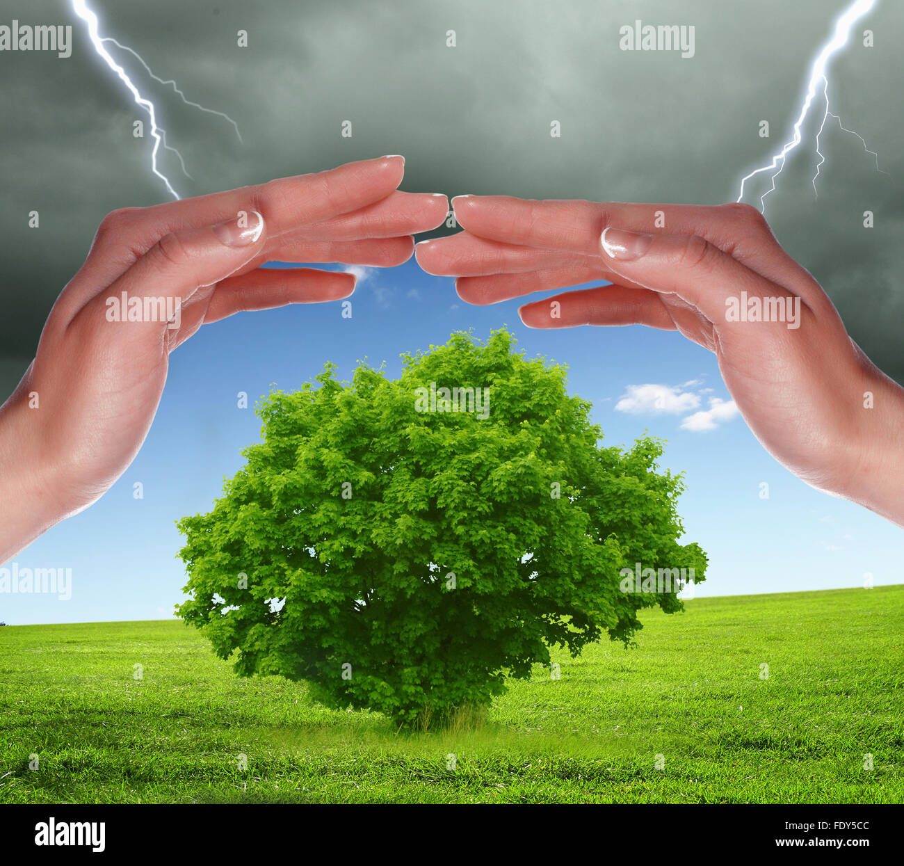 human hands protecting tree from thunderstorm and lighting Stock Photo ...