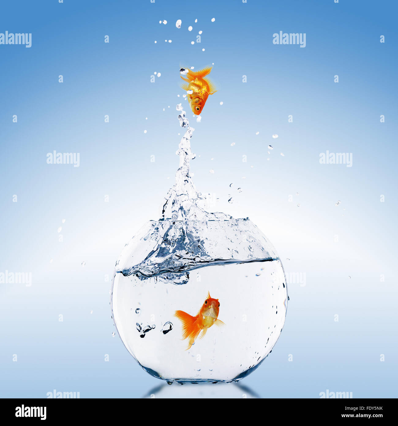 Goldfish jump into the aquarium with water Stock Photo - Alamy