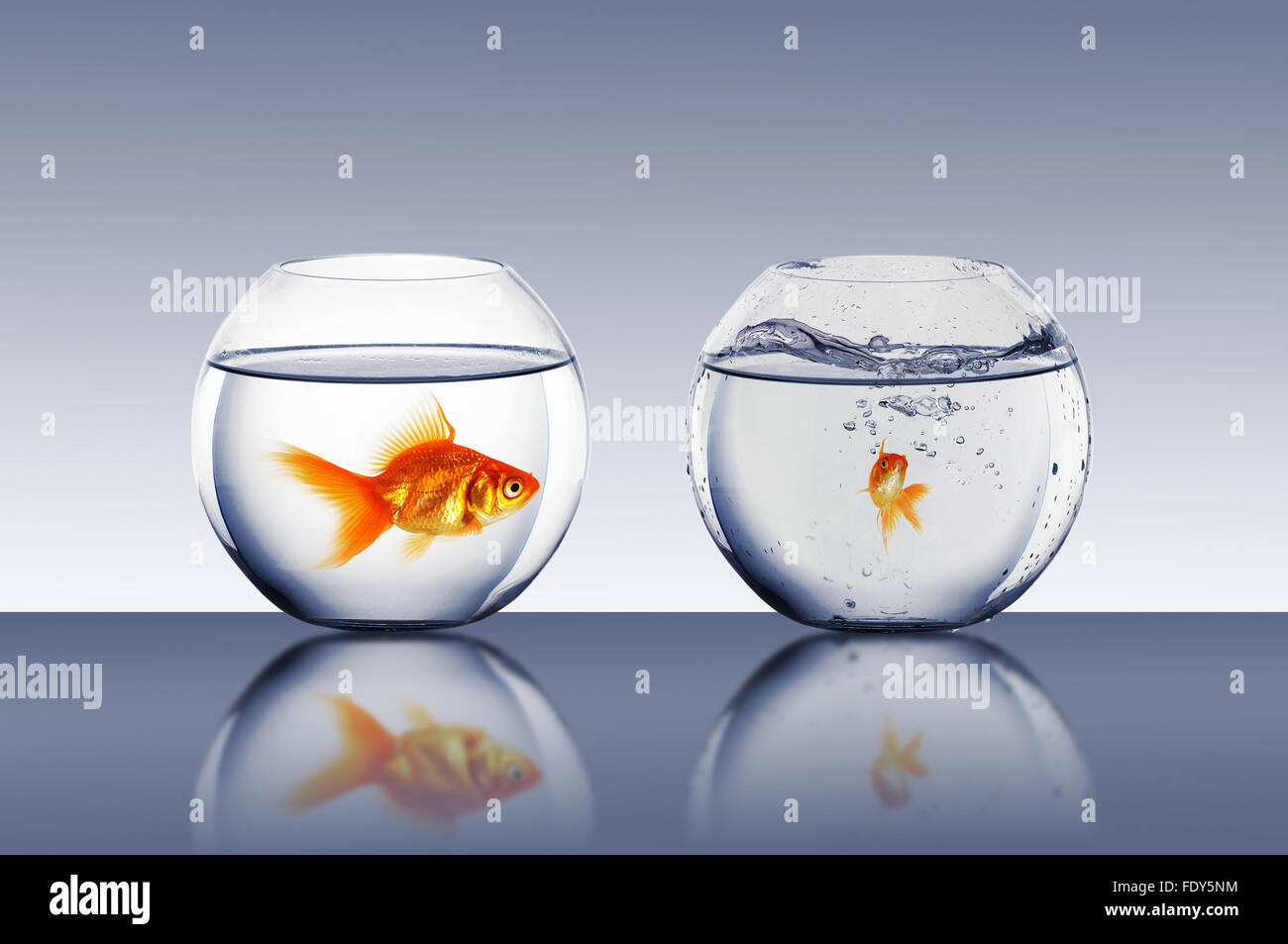 Goldfish swim in an aquarium with water Stock Photo - Alamy