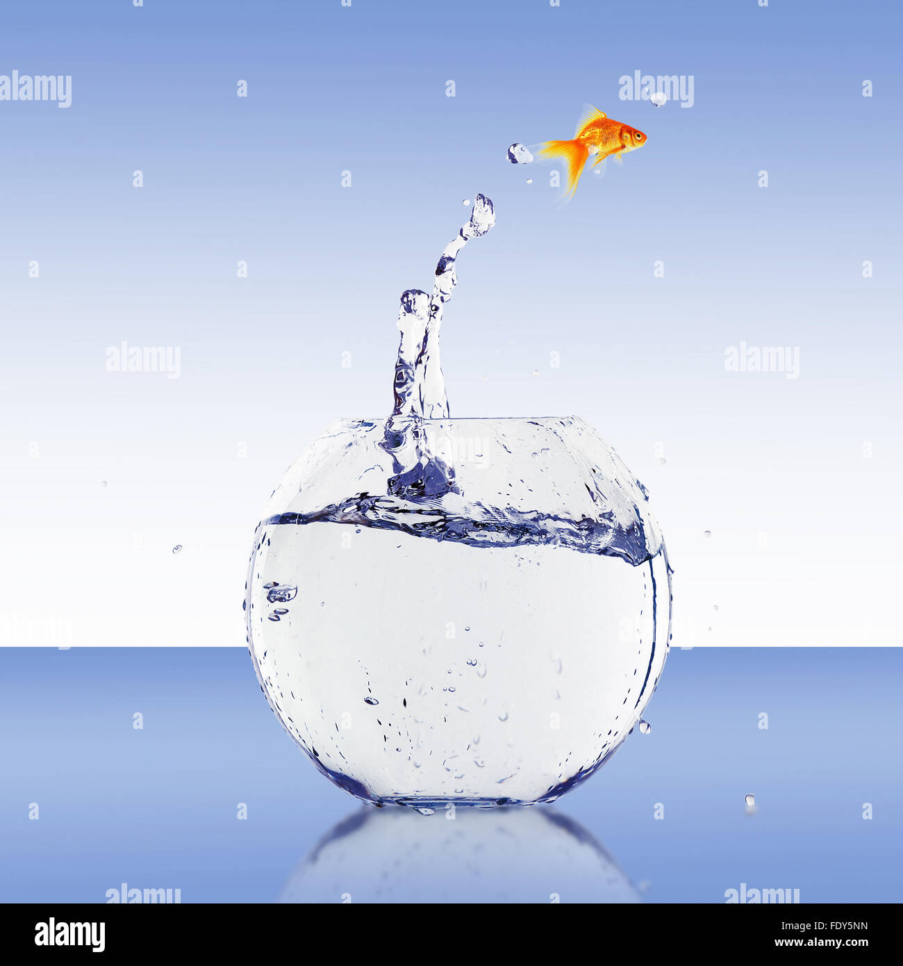 Goldfish jump into the aquarium with water Stock Photo - Alamy