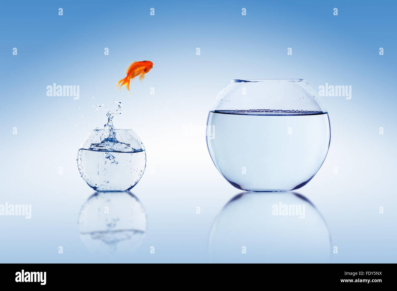 Goldfish jump into the aquarium with water Stock Photo - Alamy