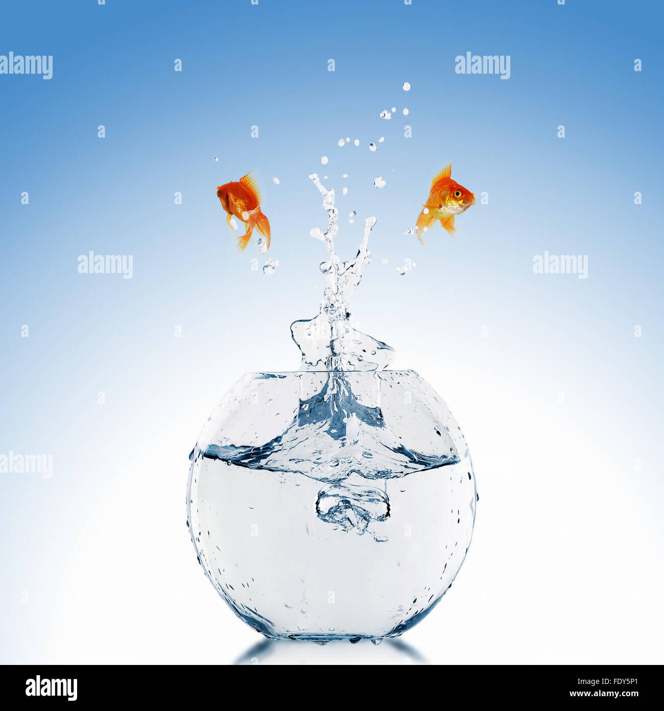 Goldfish jump into the aquarium with water Stock Photo - Alamy