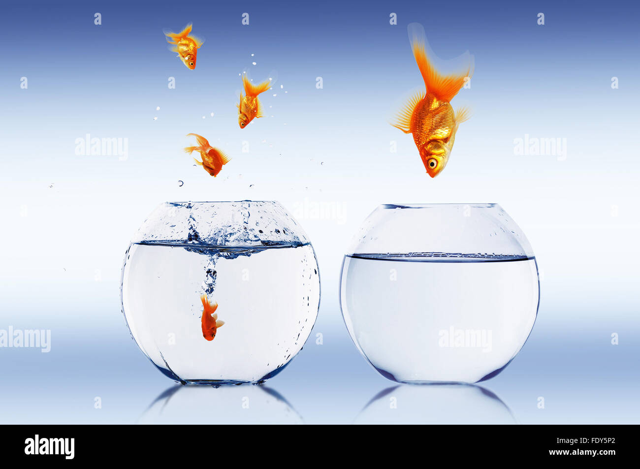 Goldfish jump into the aquarium with water Stock Photo - Alamy