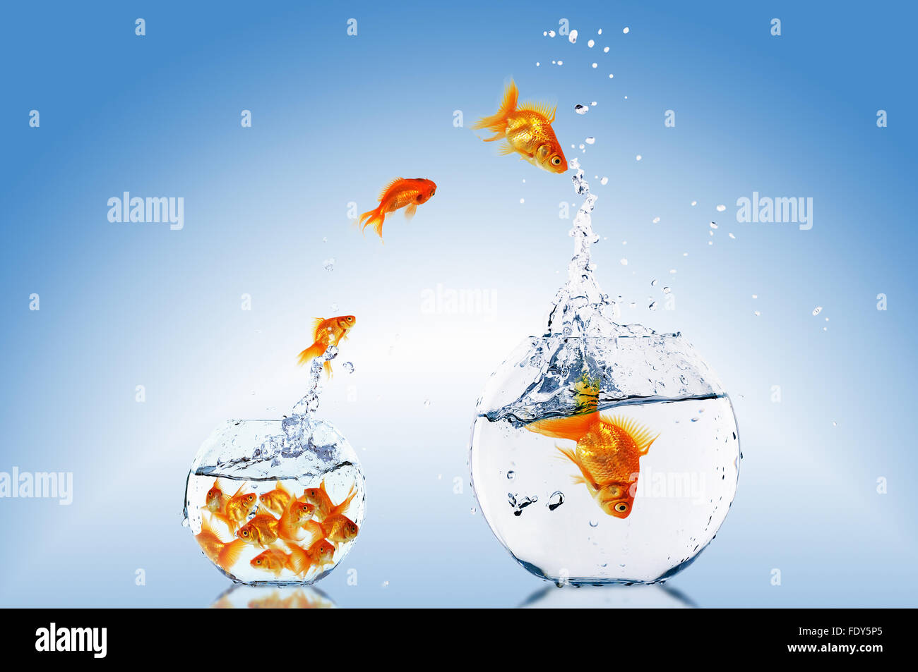 Goldfish jump into the aquarium with water Stock Photo - Alamy