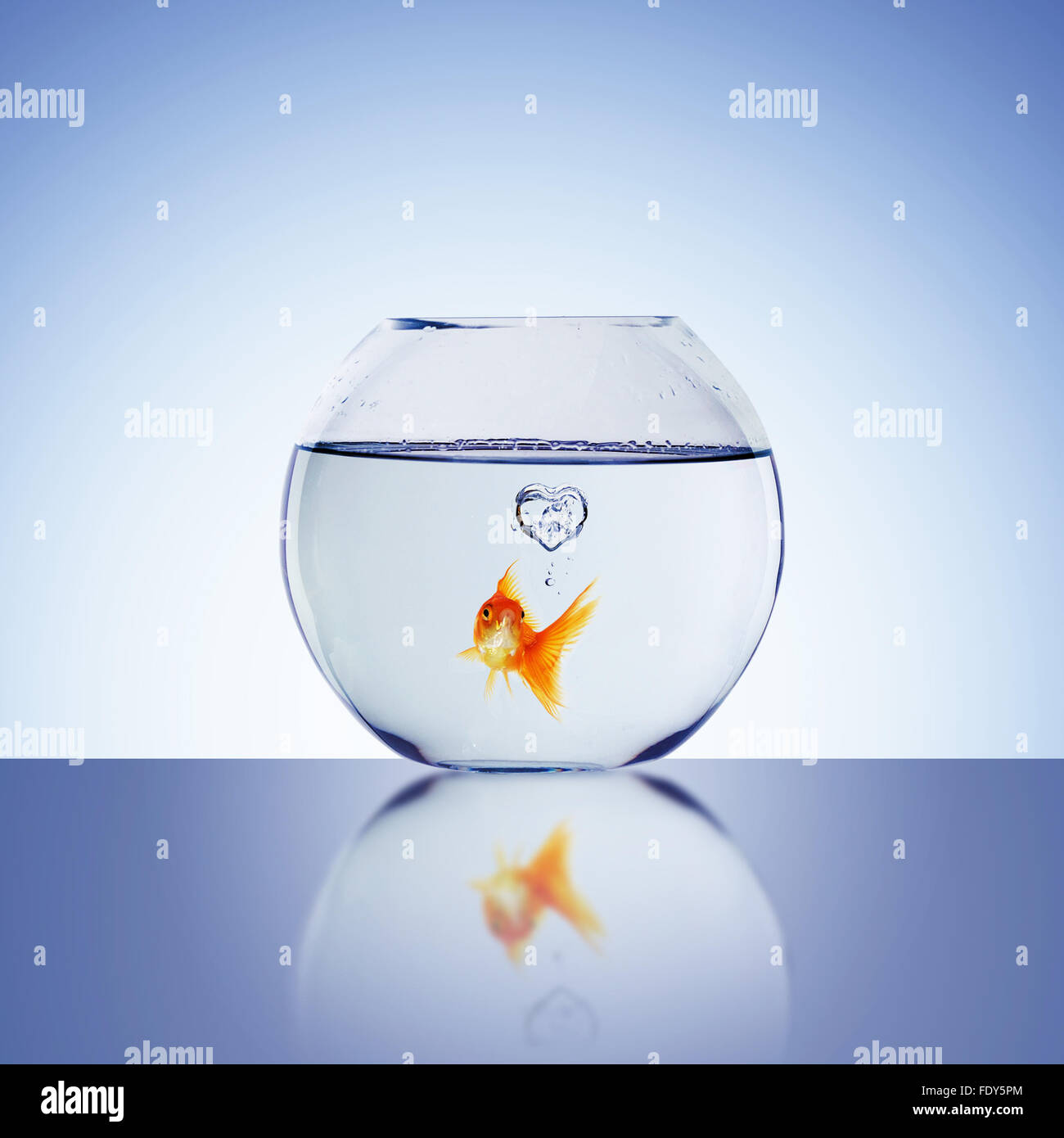Goldfish swim in an aquarium with water Stock Photo - Alamy