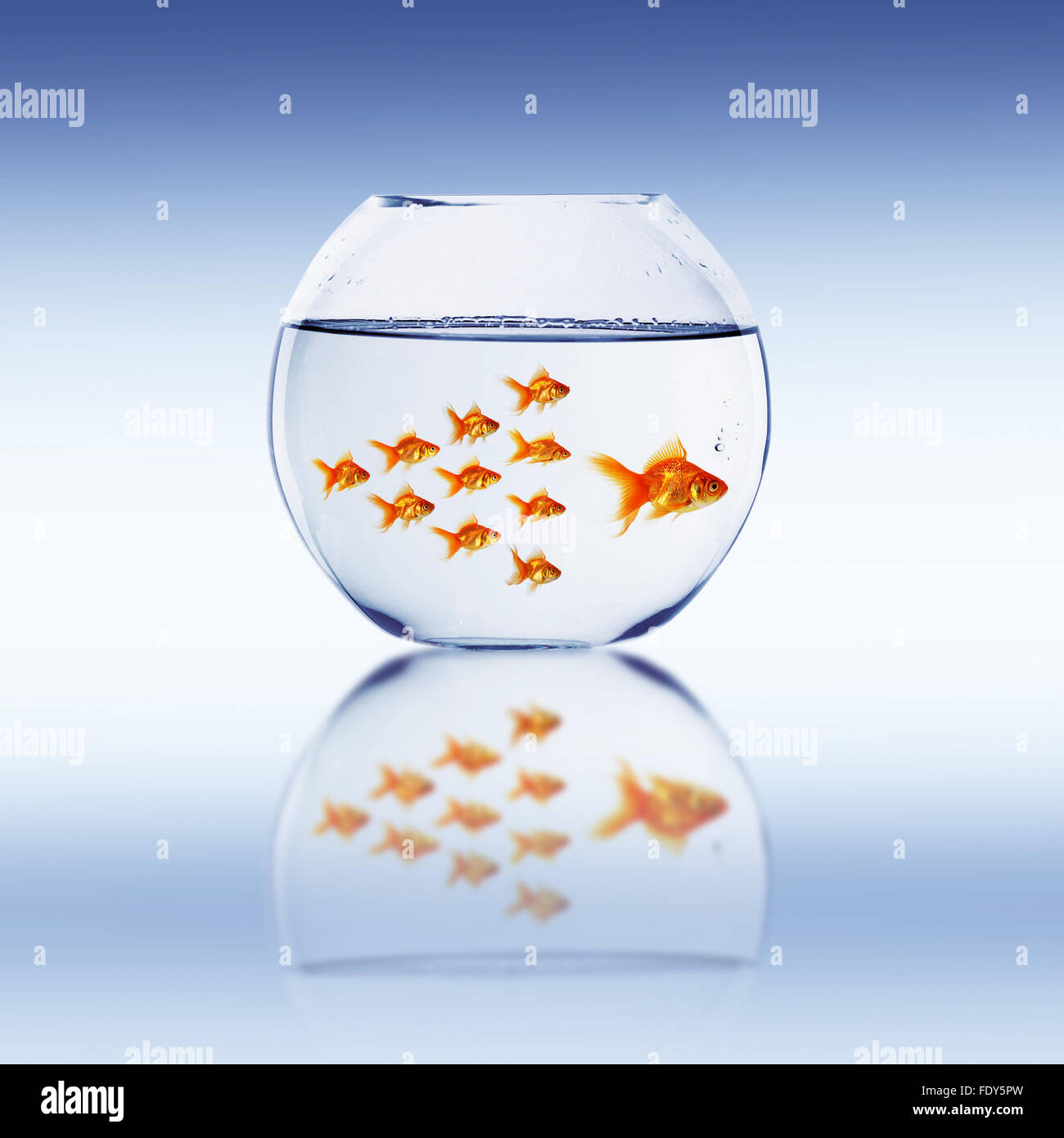 Goldfish swim in an aquarium with water Stock Photo - Alamy