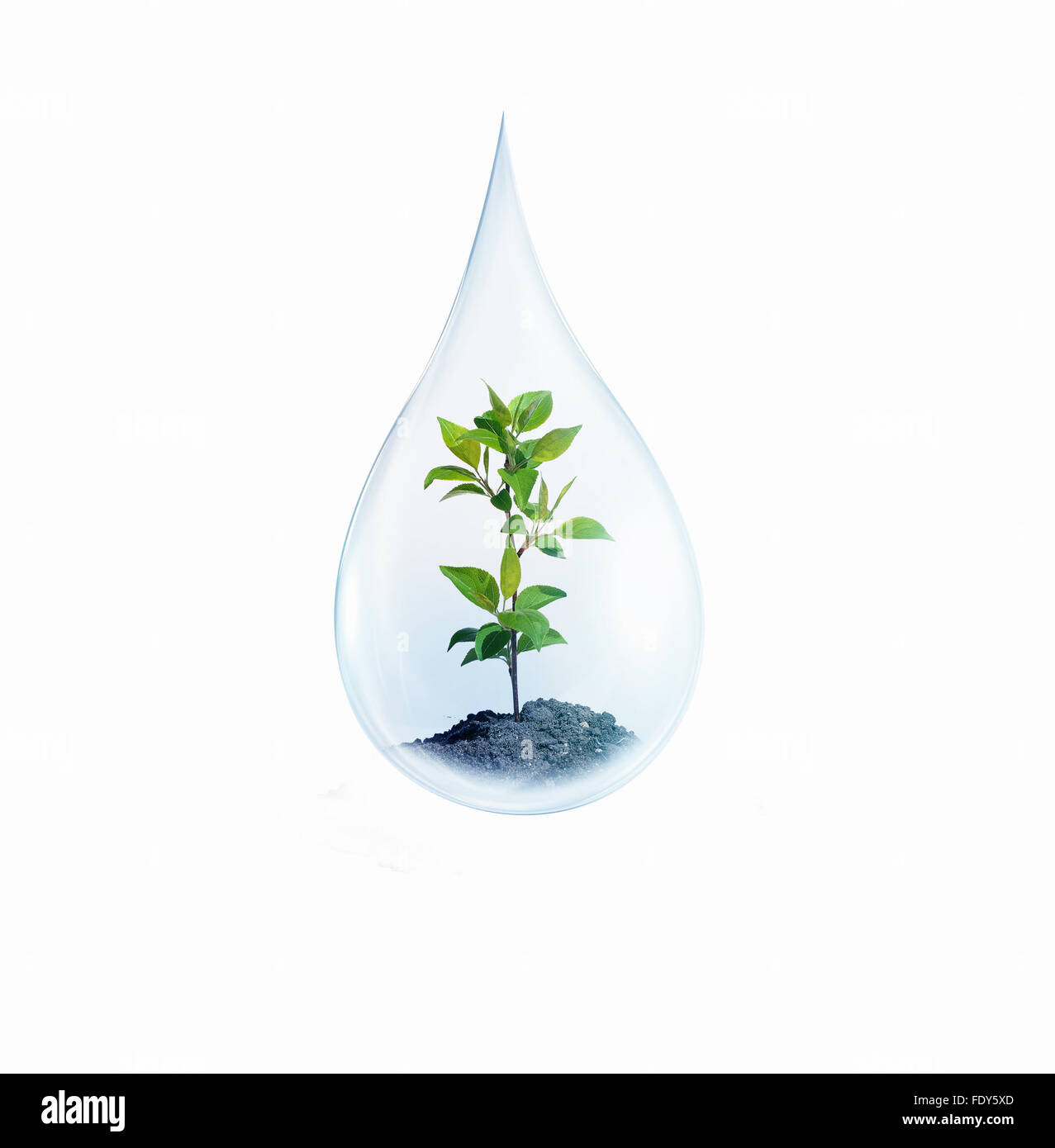 A large drop of water with sprout inside on a white background. As a ...