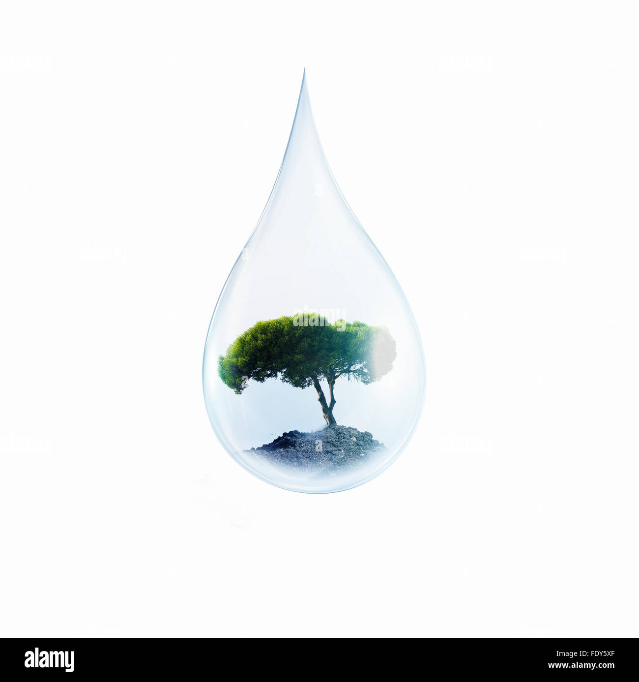 A large drop of water with tree inside on a white background. As a ...