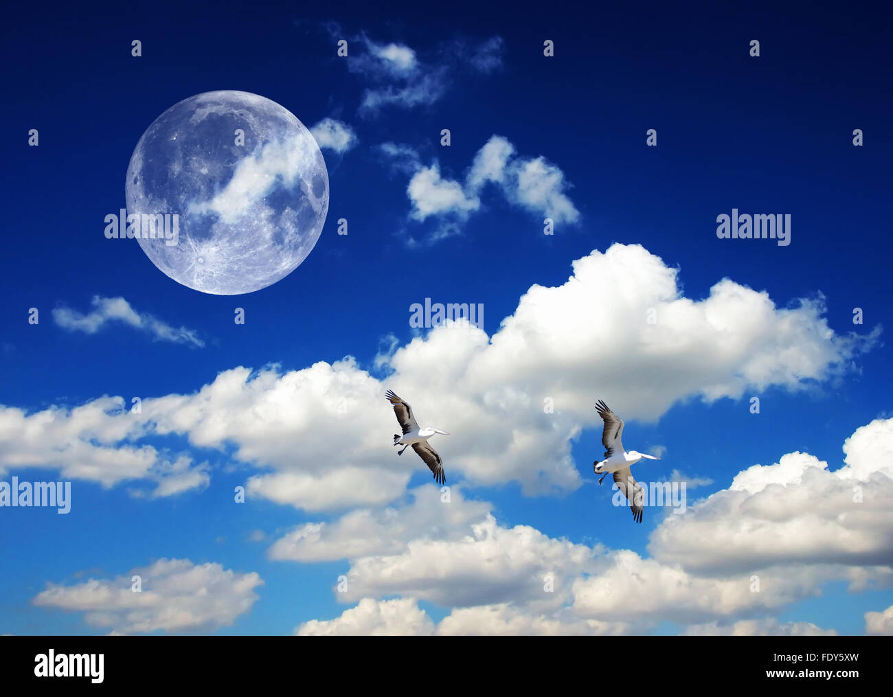 Collage birds hi-res stock photography and images - Alamy