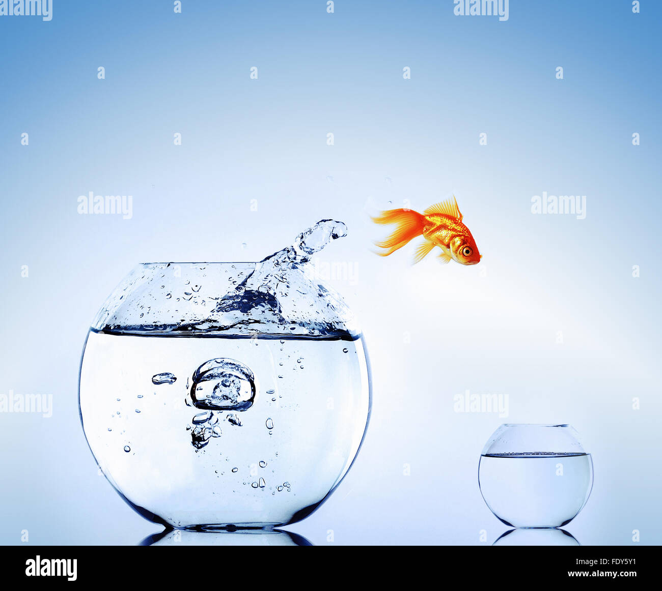 Goldfish jumping from the aquarium. Escape Stock Photo - Alamy