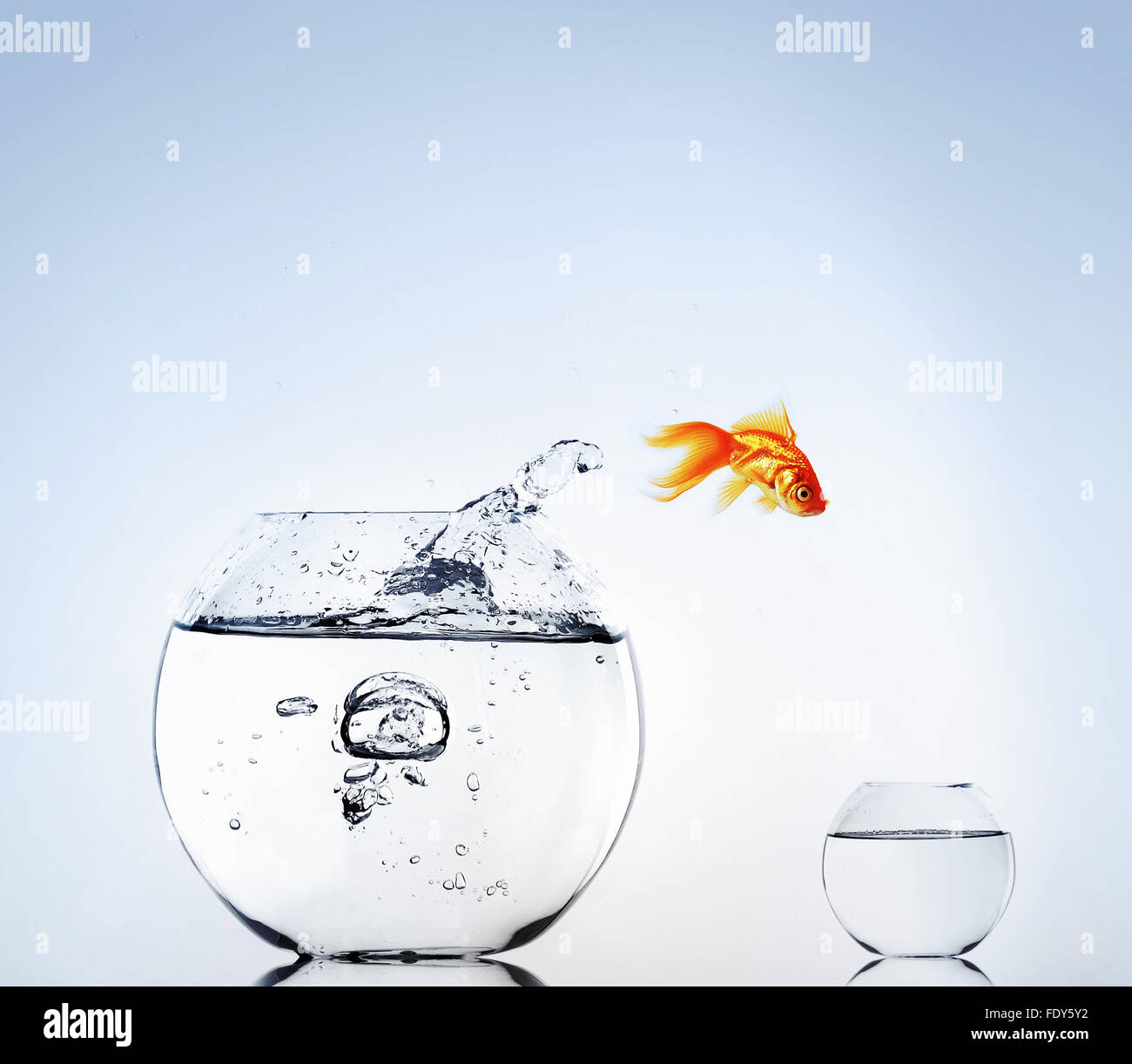 Goldfish jumping from the aquarium. Escape Stock Photo - Alamy