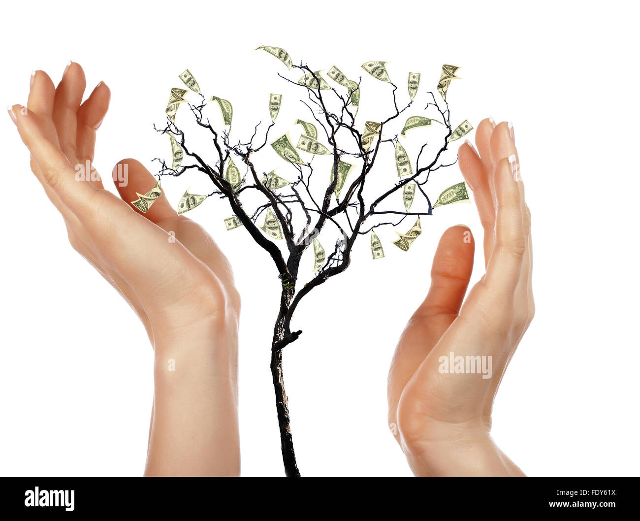 Hands and money tree - a symbol of investment in the future Stock Photo ...