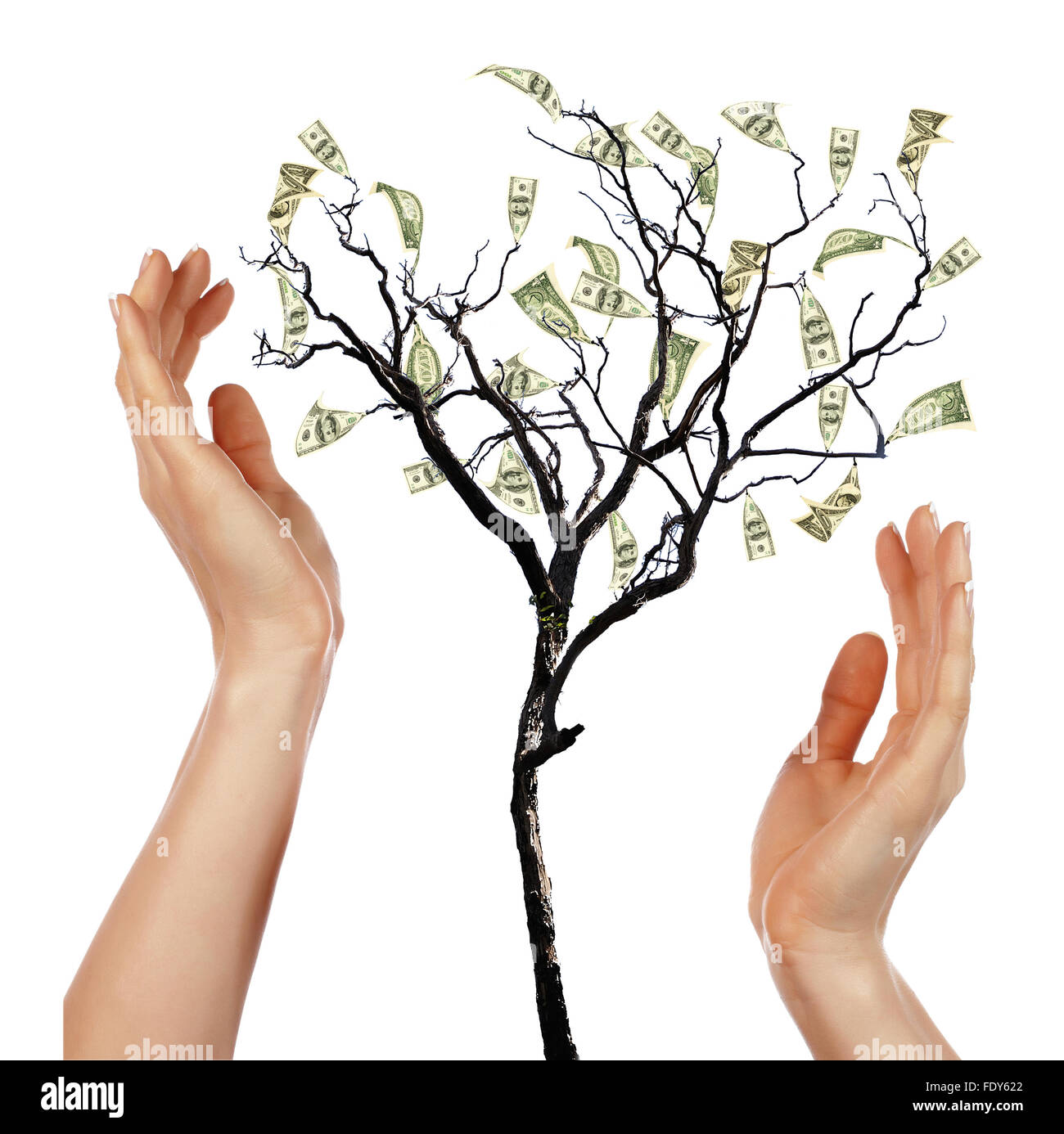 Hands and money tree - a symbol of investment in the future Stock Photo ...