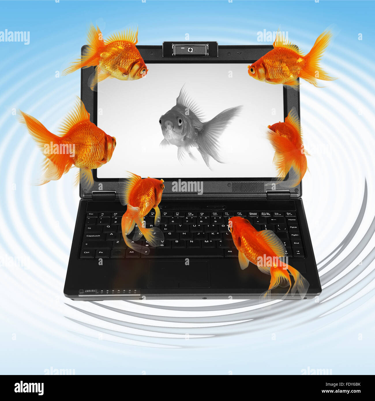 Goldfish and laptop. Collage Stock Photo - Alamy