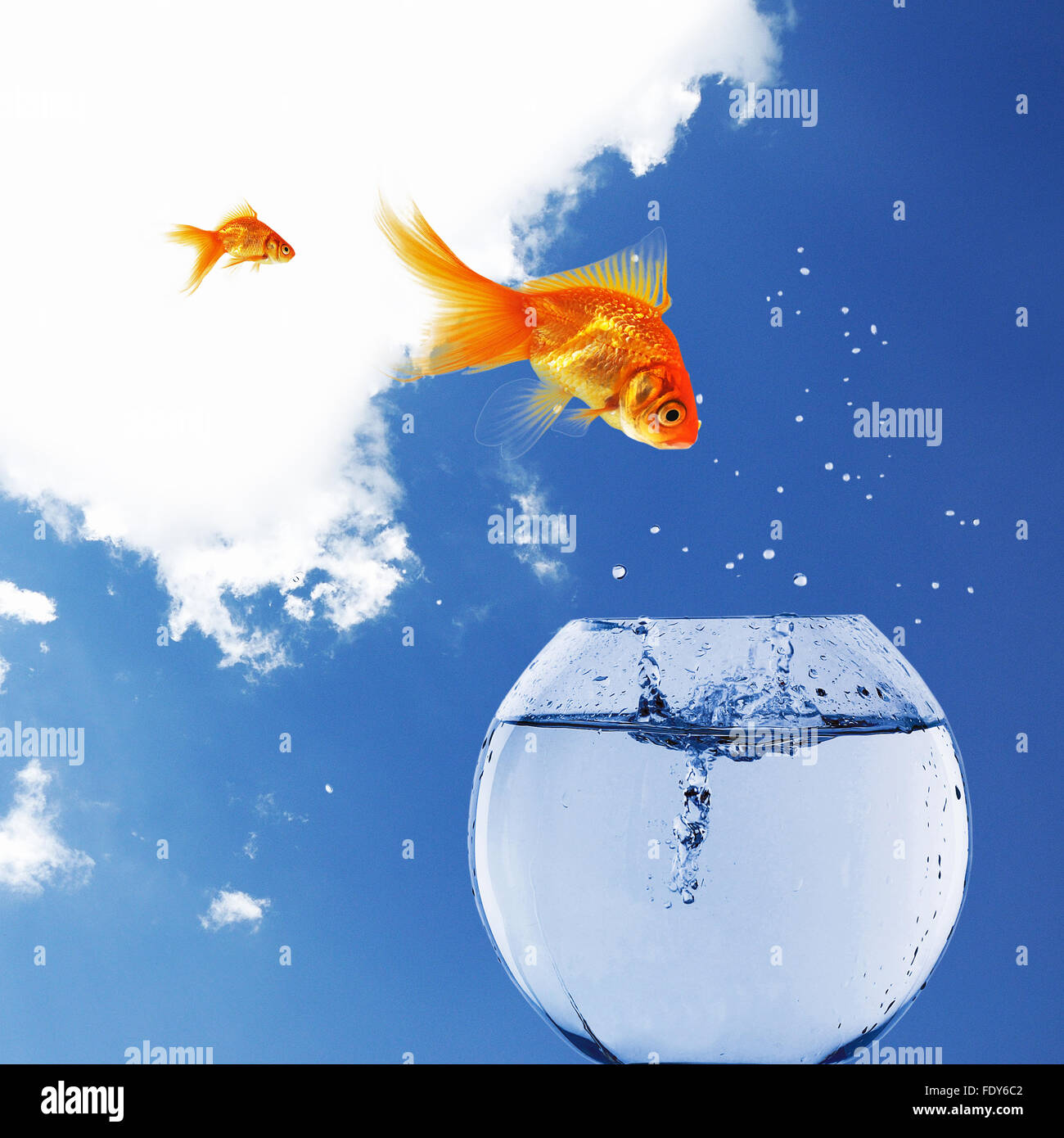 Goldfish and Aquarium. Collage Stock Photo - Alamy