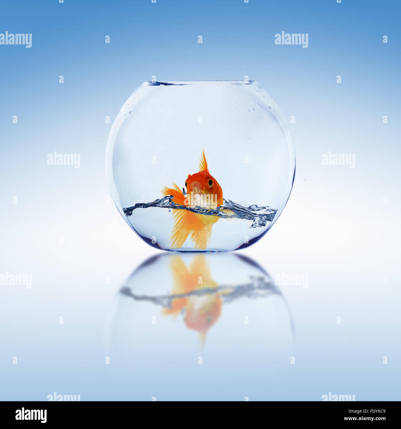 Goldfish and Aquarium. Collage Stock Photo - Alamy