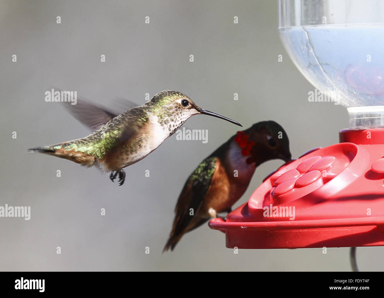 Los Angeles, California, USA. 2nd Feb, 2016. Hummingbirds drink water ...