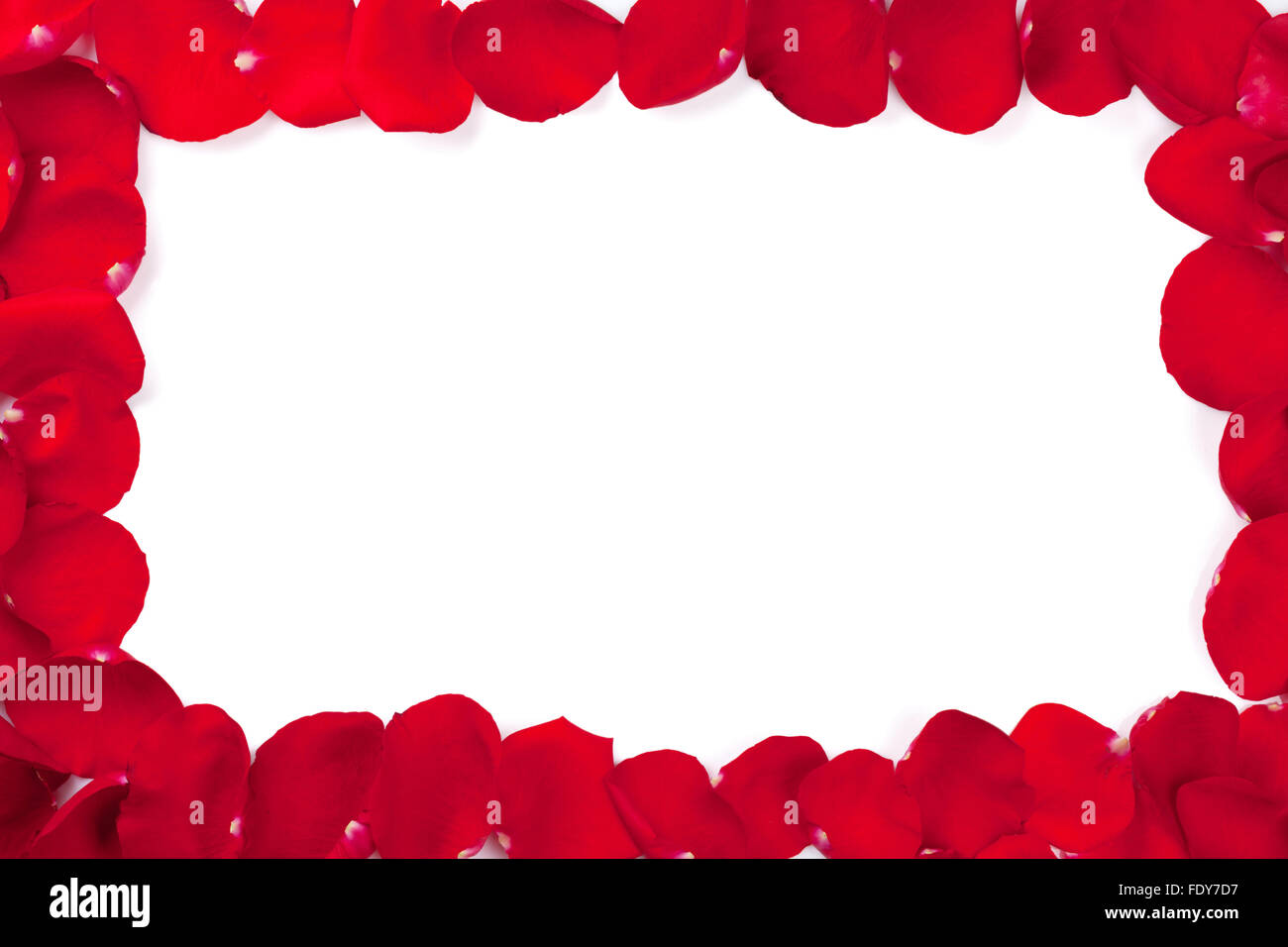 Red rose petals frame. Isolated on white background Stock Photo - Alamy