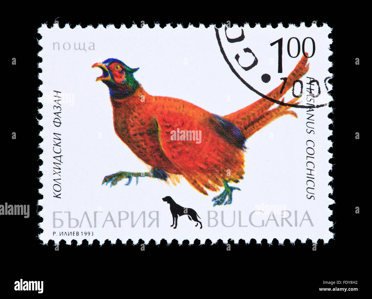 Postage stamp from Bulgaria depicting a common pheasant (Phasianus ...