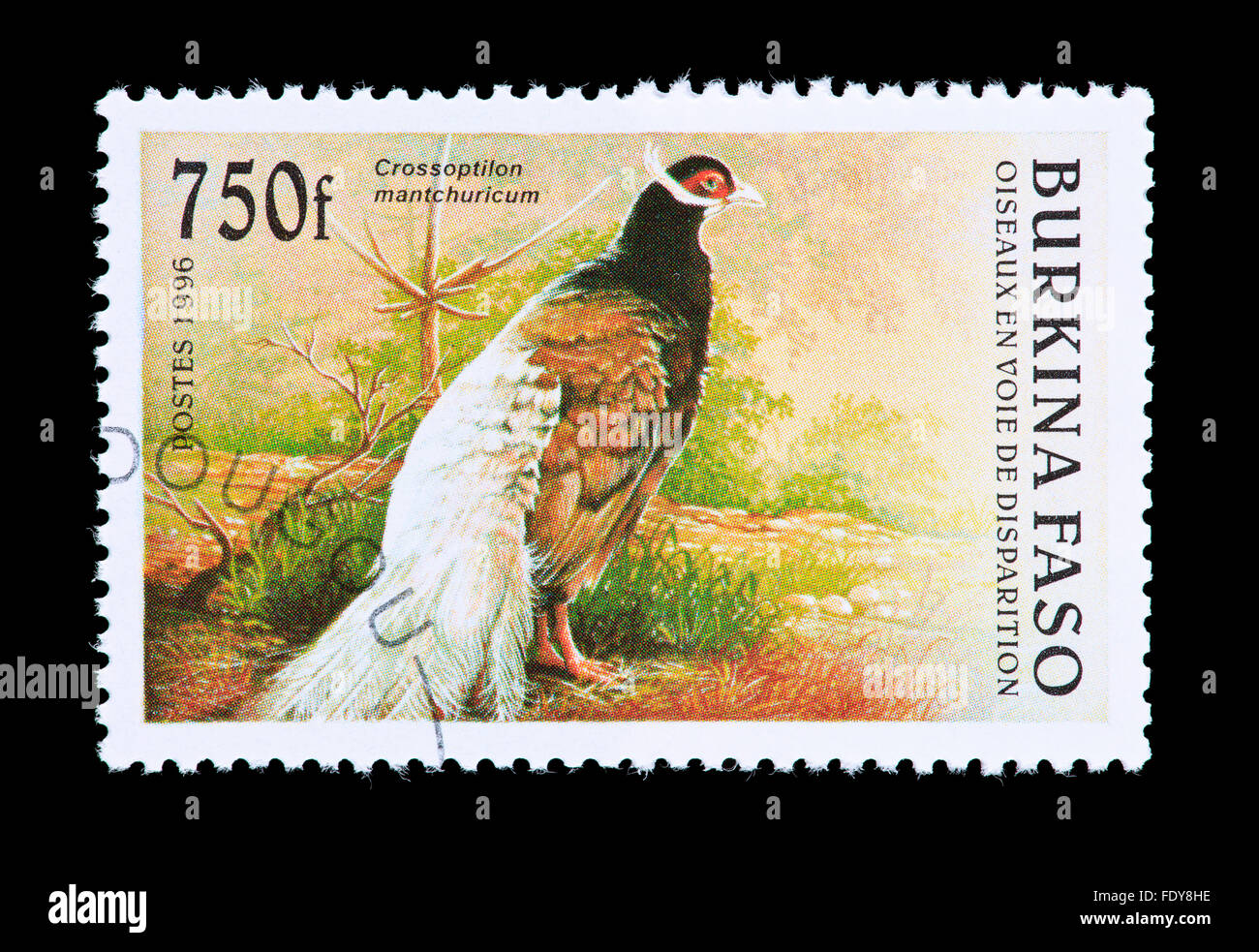 Postage stamp from Burkina Faso depicting a brown eared pheasant ...