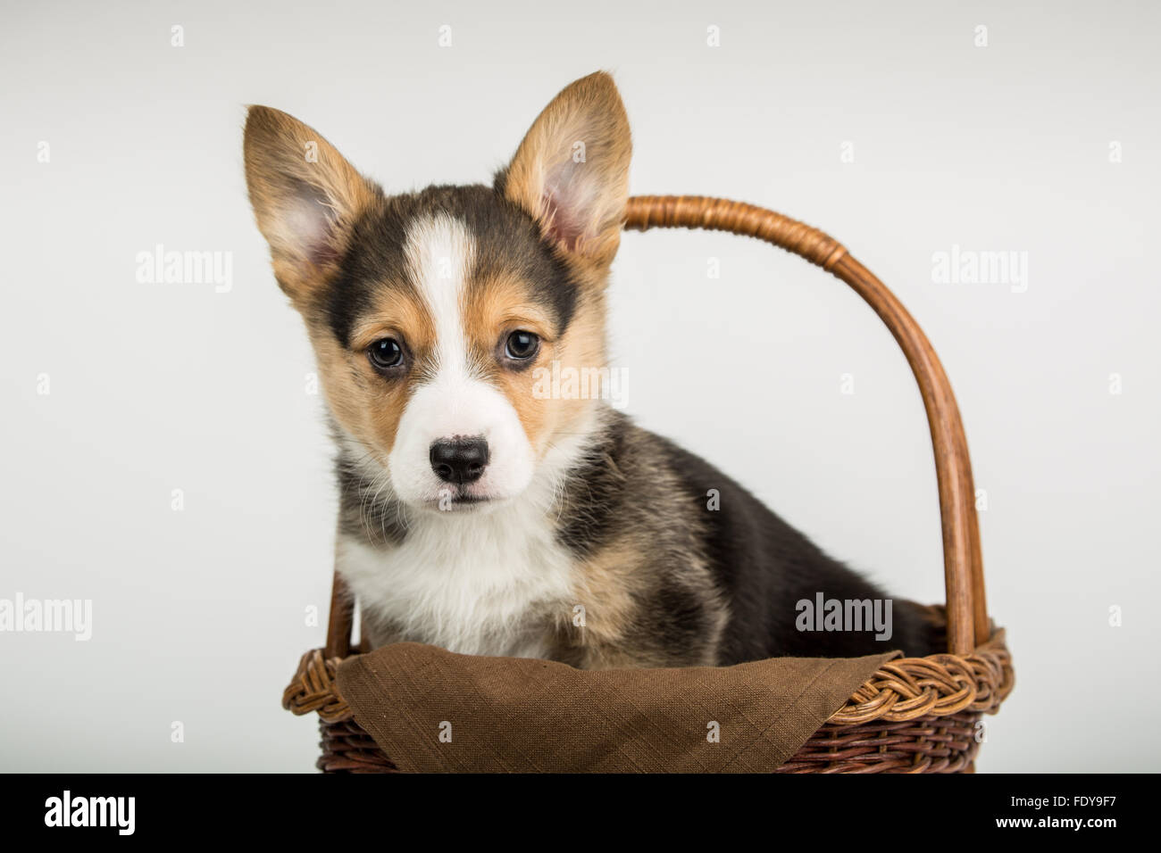 Eight week old Corgi puppy "Basil" sitting in a wicker basket Issaquah ...