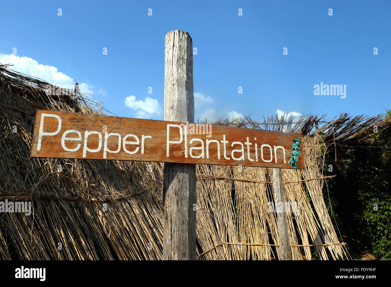 Sothy?s Pepper Farm is just one of just 250 small pepper farms in ...