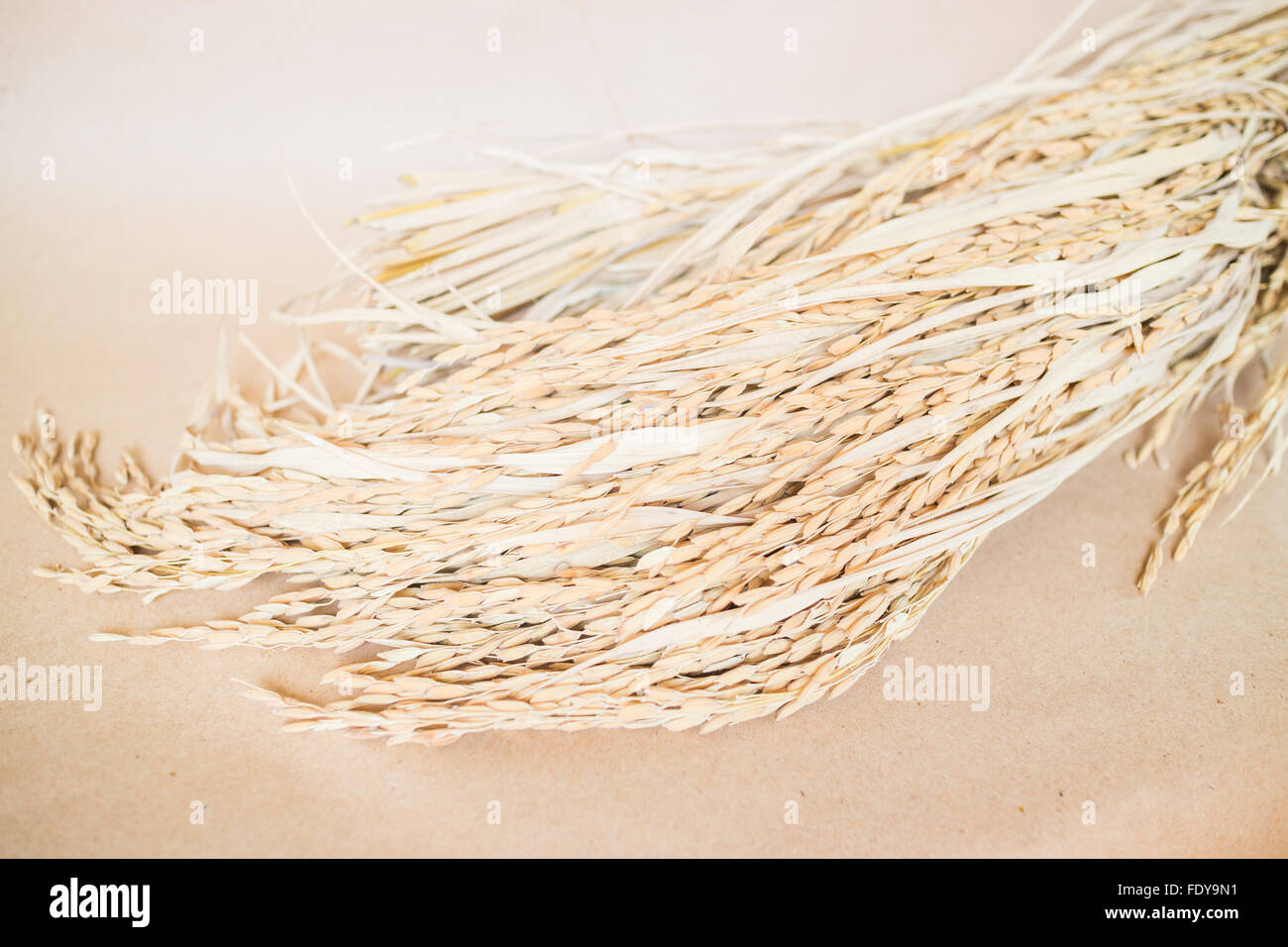Paddy or rice grain (oryza) on brown background, stock photo Stock ...
