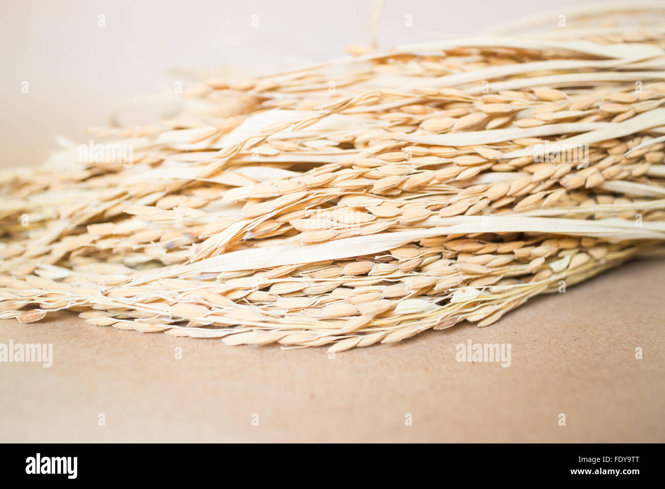Paddy or rice grain (oryza) on brown background, stock photo Stock ...