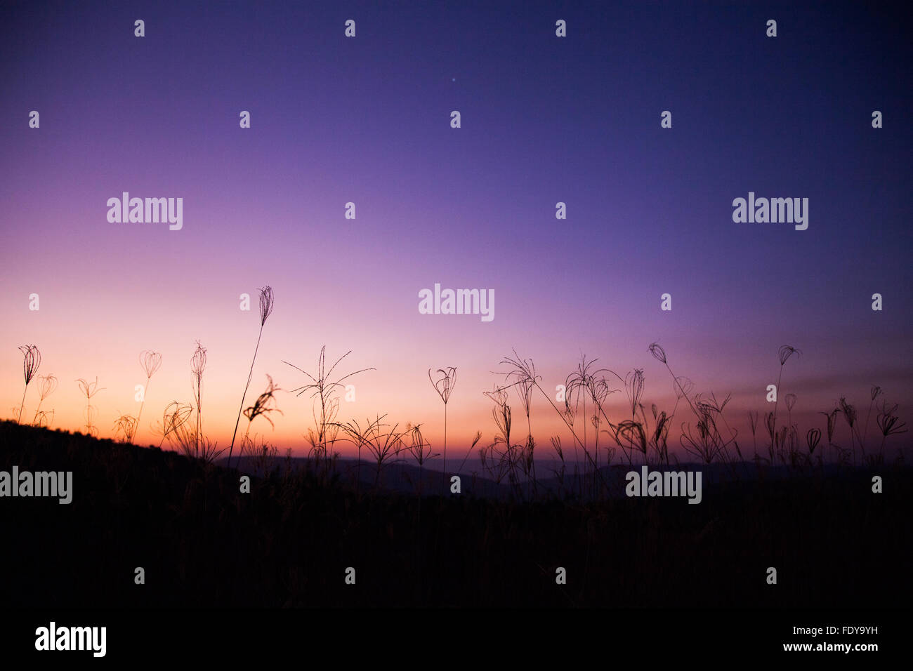 Wild flowers nature veld hi-res stock photography and images - Alamy