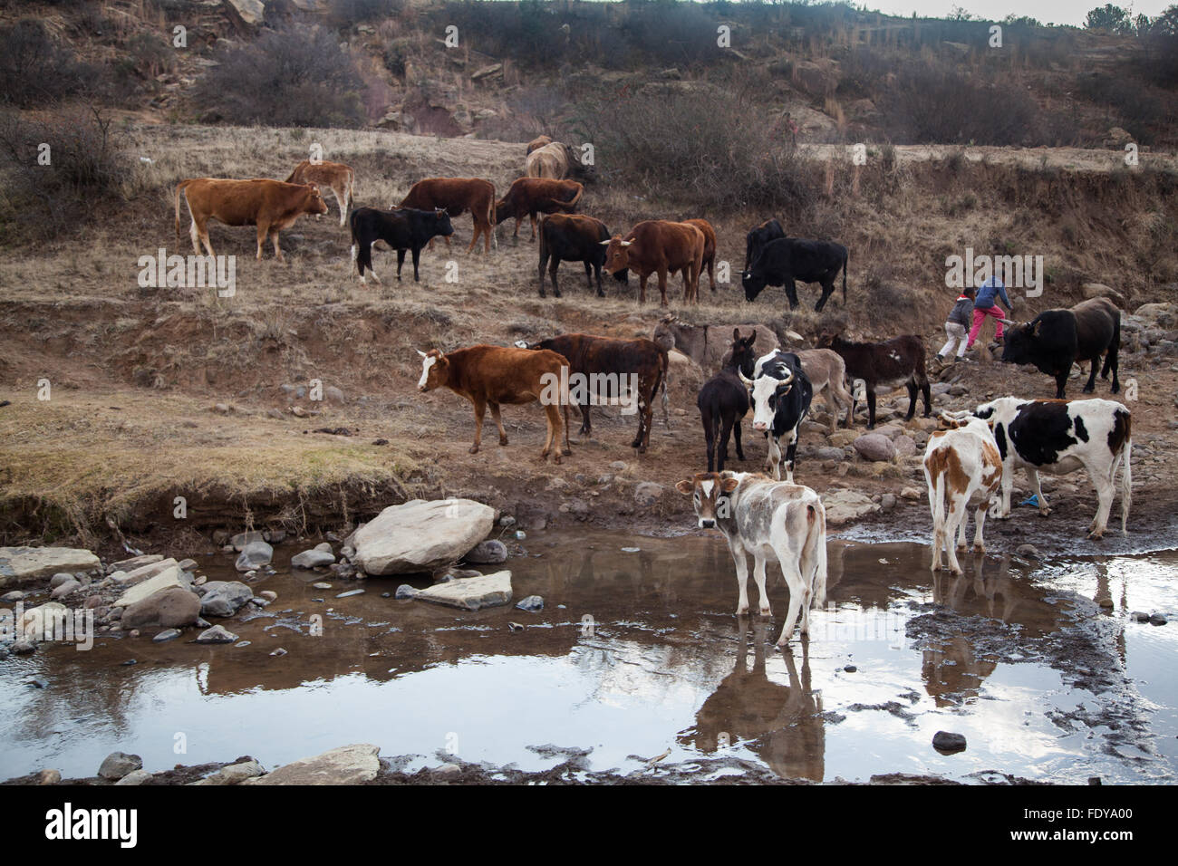 livestock herding in rural Lesotho highlands. A travel destination in ...