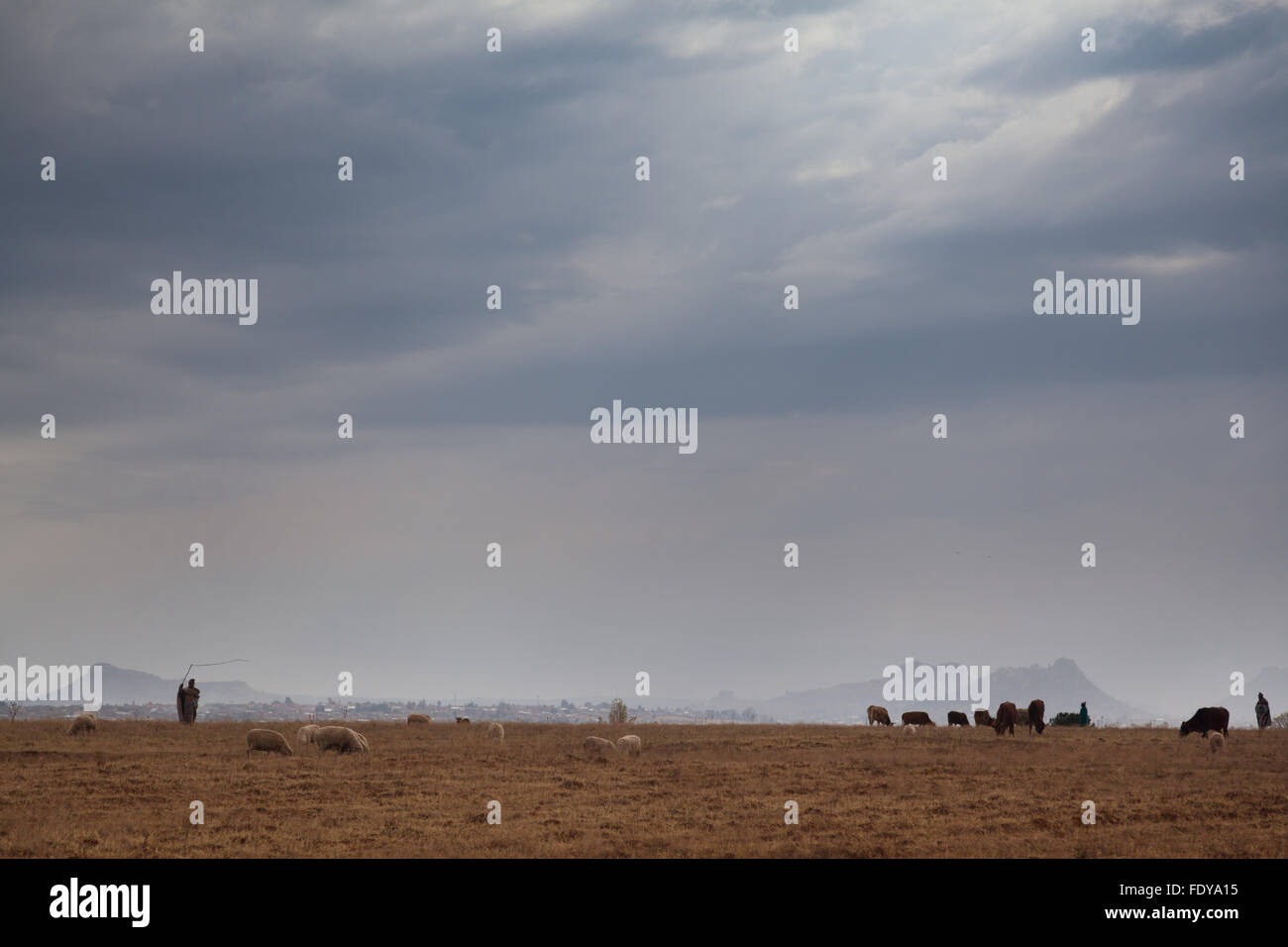 livestock herding in rural Lesotho highlands. A travel destination in ...