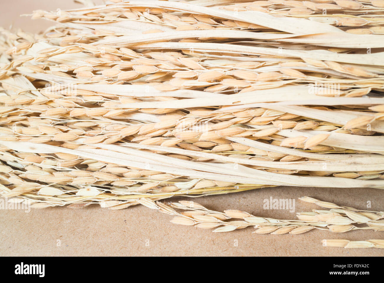 Paddy or rice grain (oryza) on brown background, stock photo Stock ...