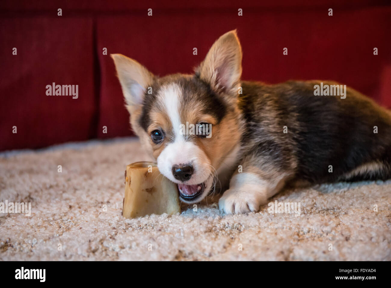 Corgi chewing hi-res stock photography and images - Alamy