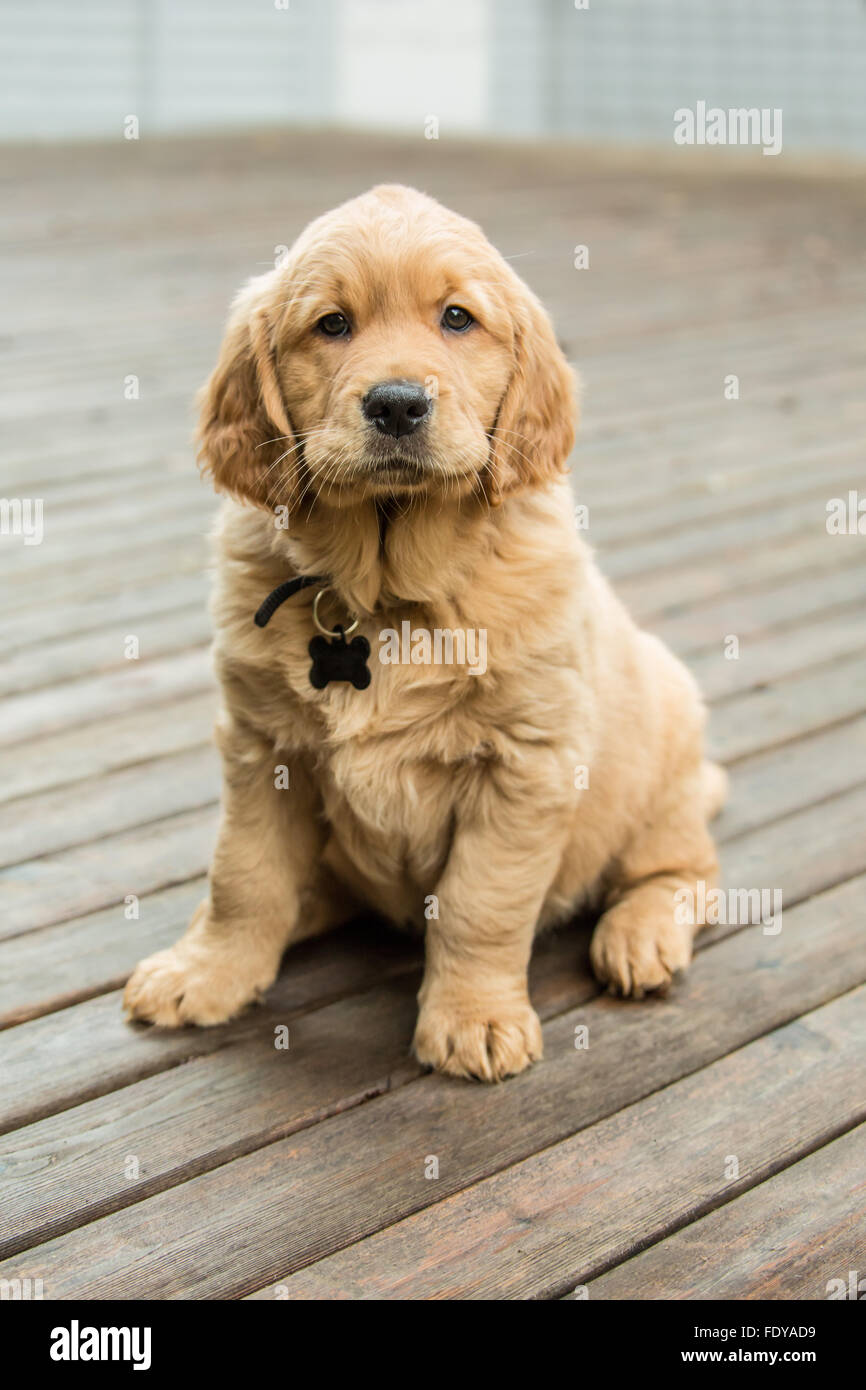 Beaux Chiots Golden Retriever Pedigree Golden Retriever Puppies For