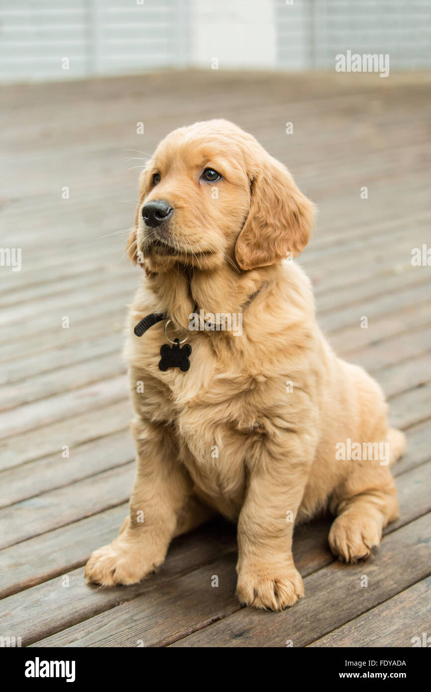 Eight week old golden retriever hi-res stock photography and images - Alamy