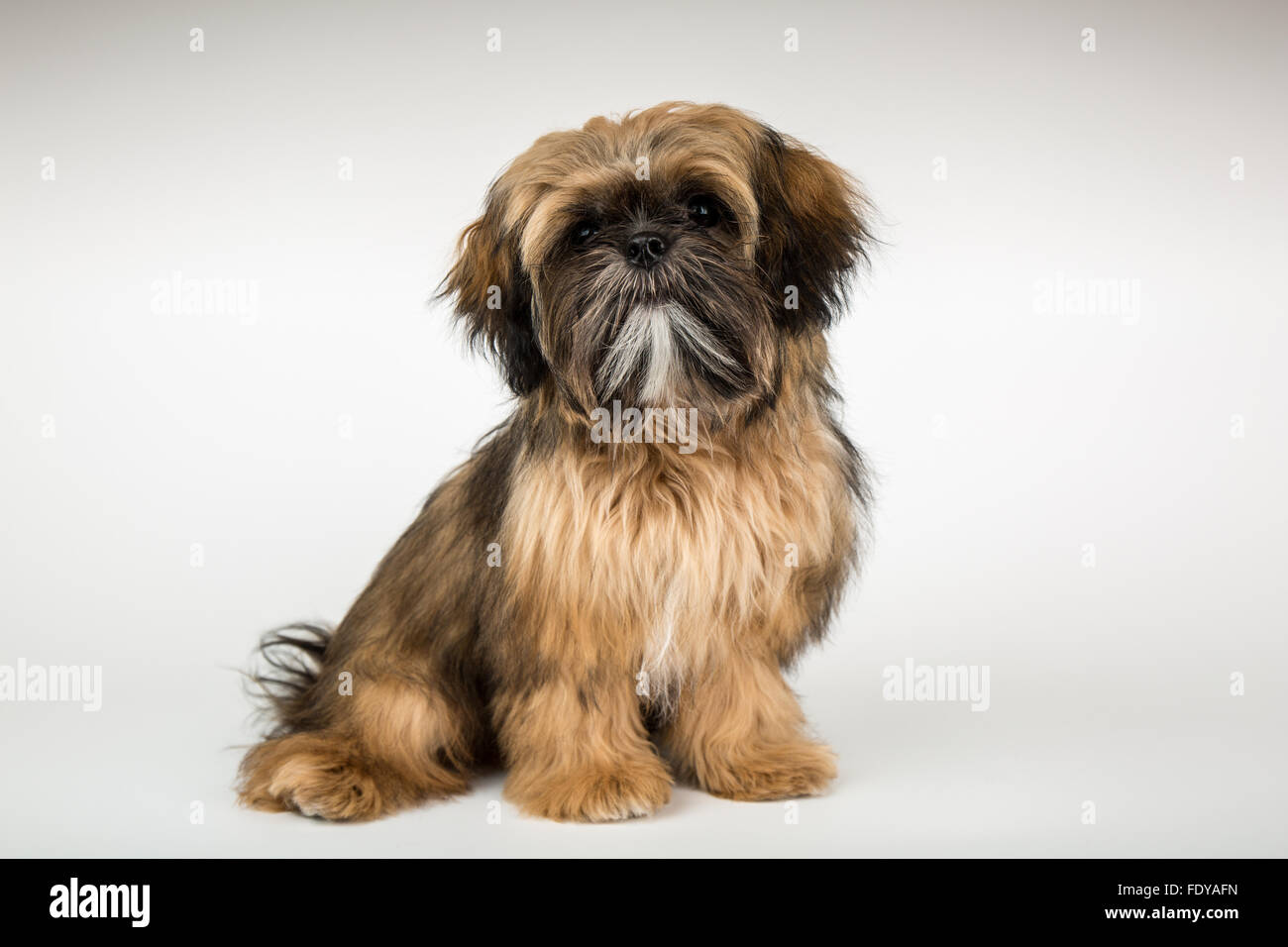 Side view shih tzu sitting hi-res stock photography and images - Alamy