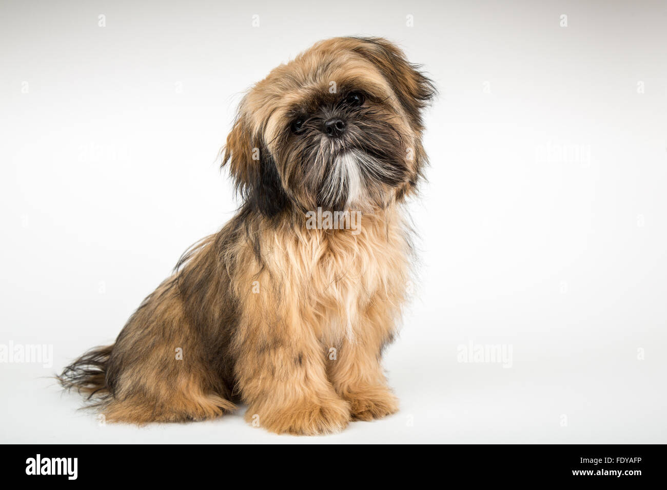 Side view shih tzu sitting hi-res stock photography and images - Alamy