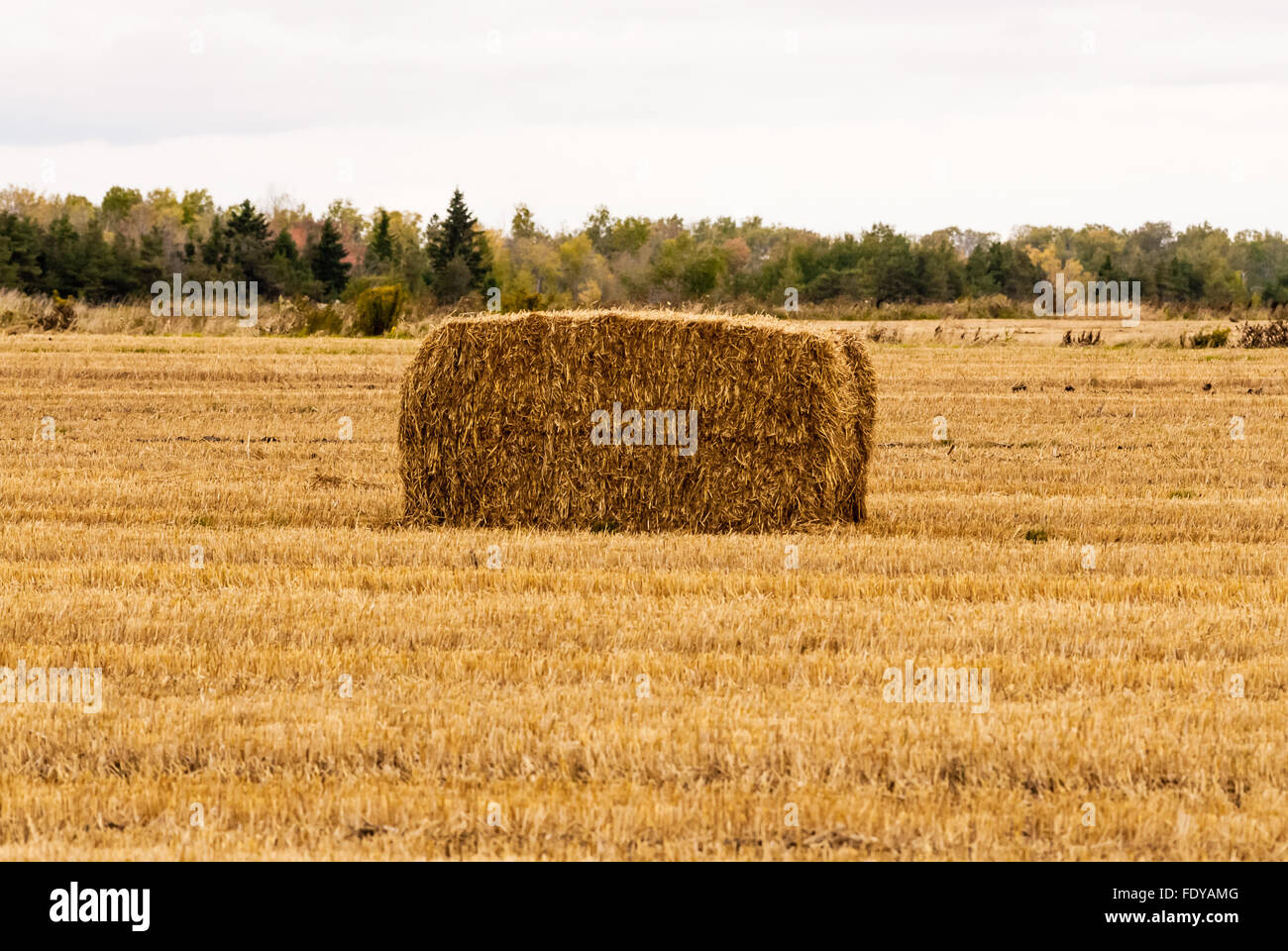 Single yellow hay bale in autumn in farm field against distant trees ...