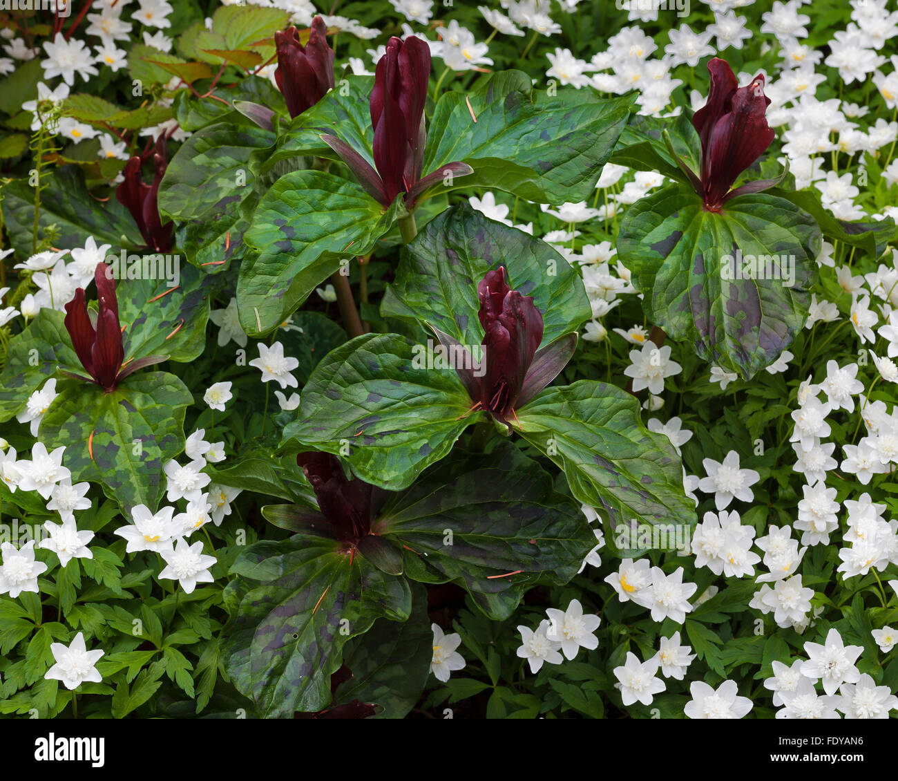 Sessil High Resolution Stock Photography and Images - Alamy