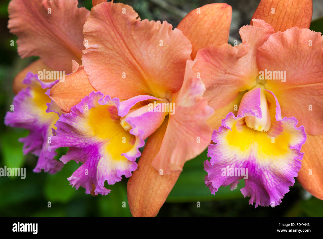 Peach orchid hi-res stock photography and images - Alamy