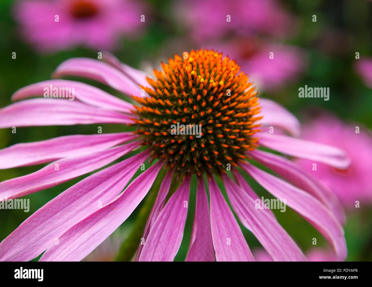 Echinacea purpurea 'Magnus' - Purple Coneflower Stock Photo - Alamy